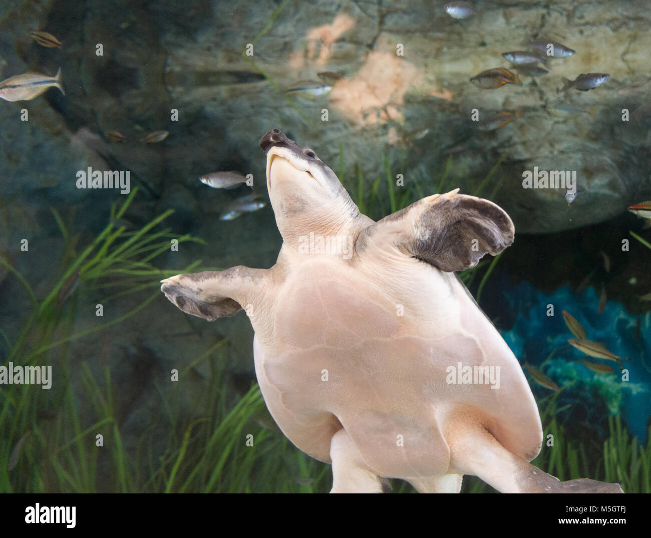 Carettochelys insculpta hi-res stock photography and images - Alamy