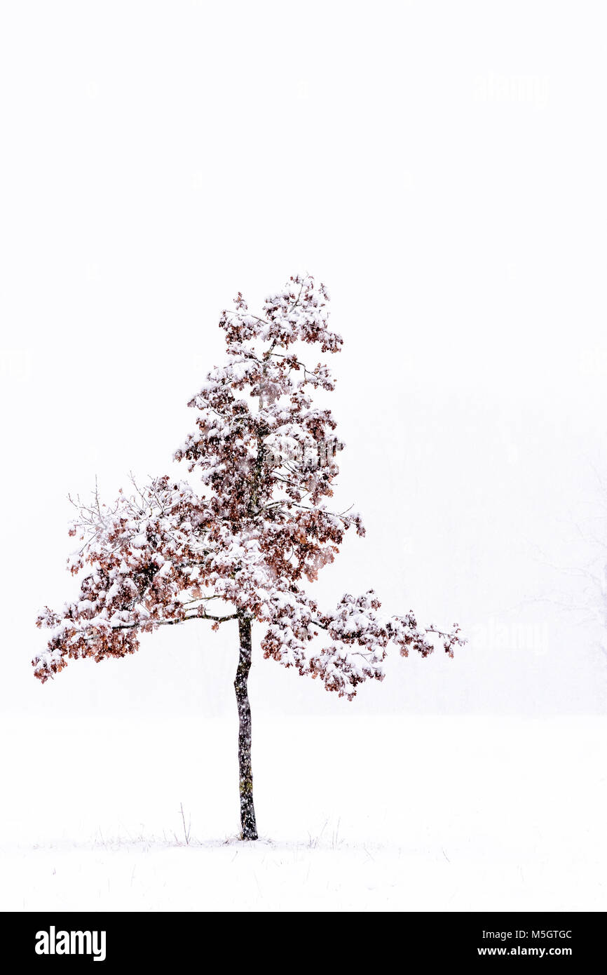 Single tree covered in snow with white background Stock Photo - Alamy