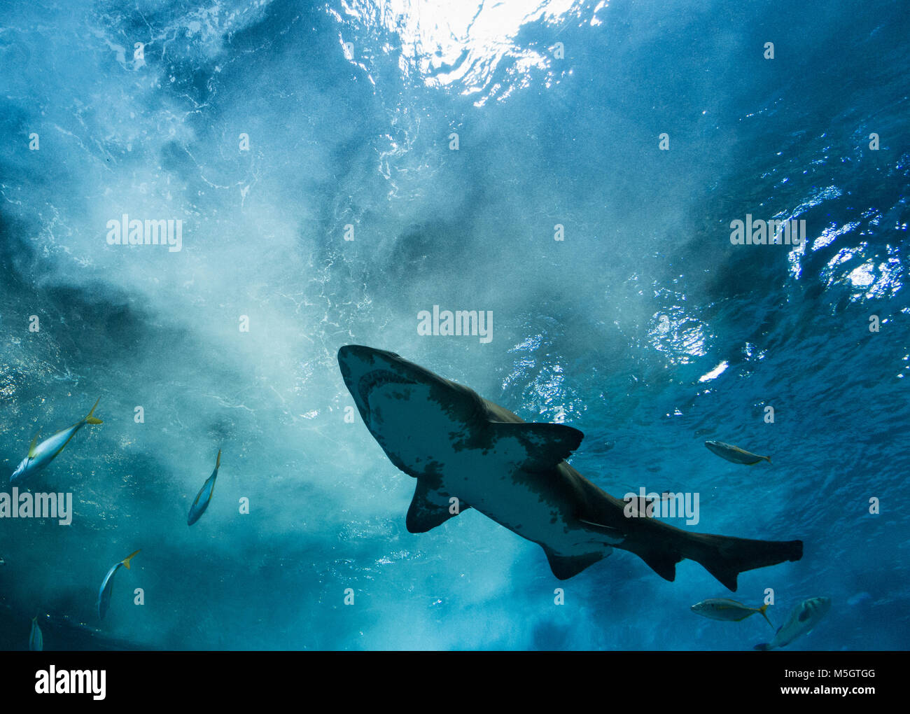 Shark in Poema del Mar, new aquarium in Las Palmas, Gran Canaria ...