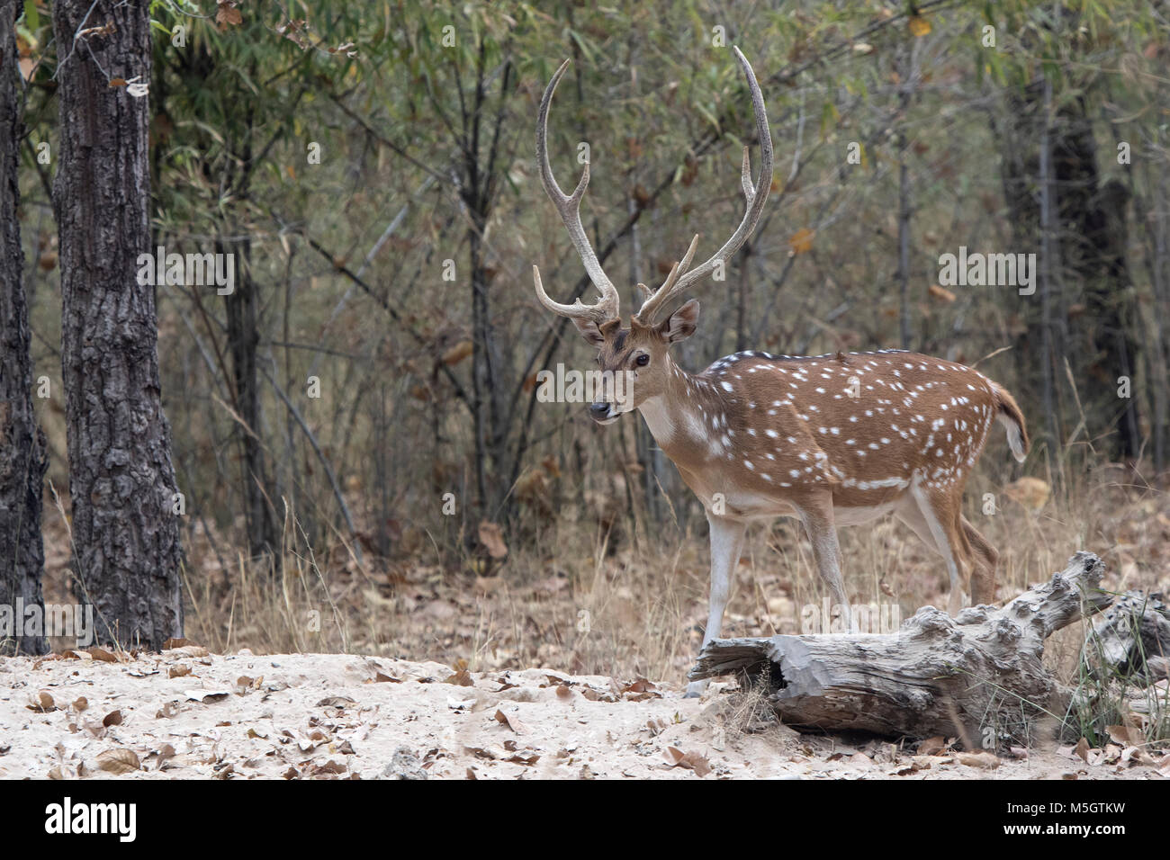 adult male Chital or spotted deer walking on the edge of the forest on ...