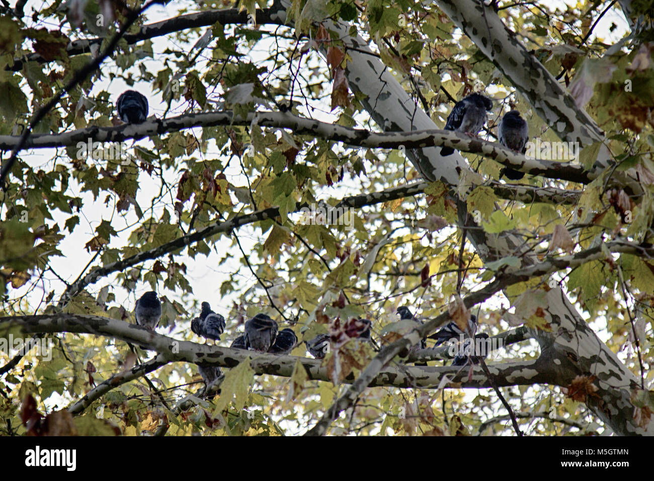 European plane. Old sycamore tree and resting on horizontal branches ...