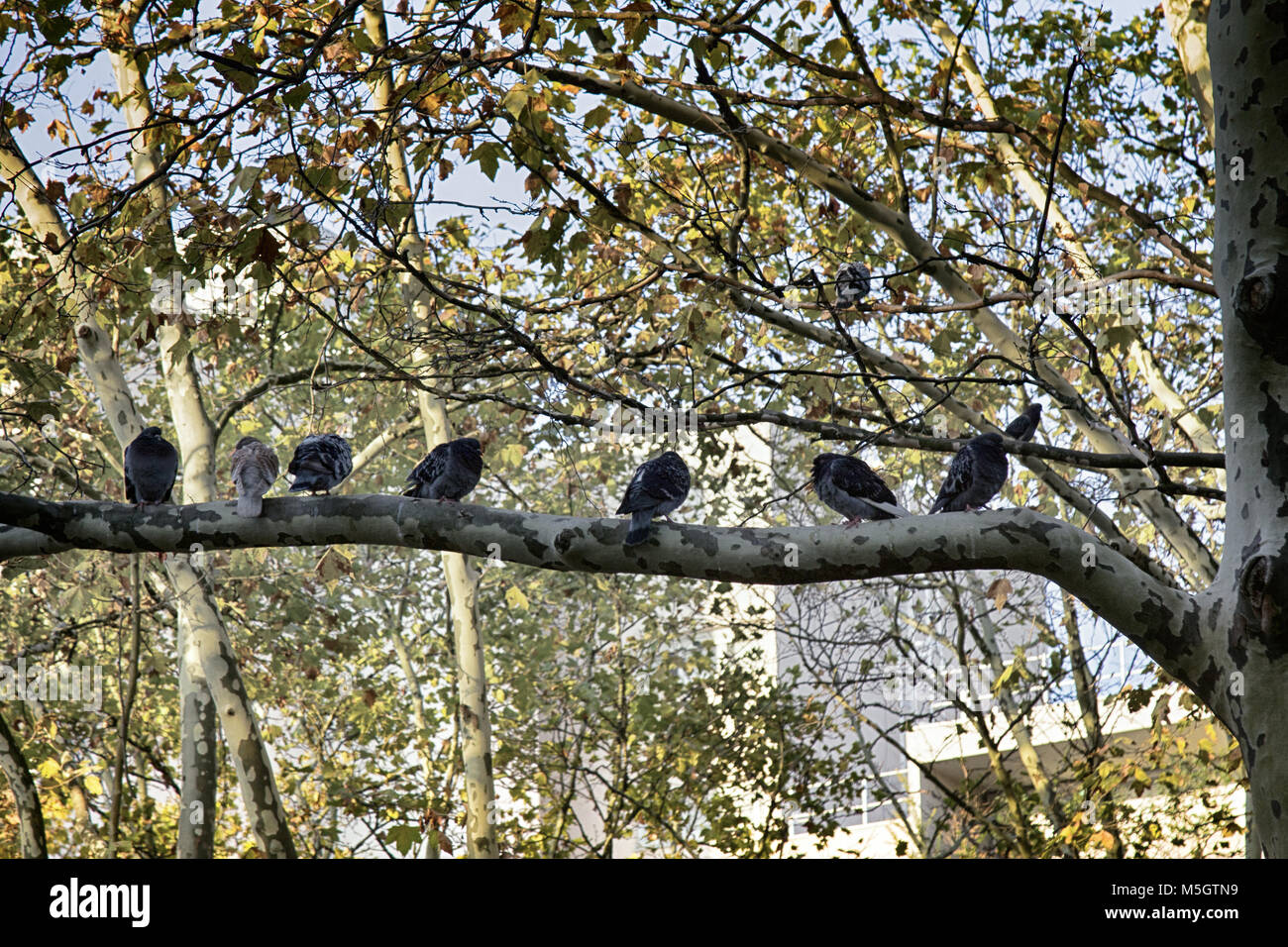 European plane. Old sycamore tree and resting on horizontal branches ...