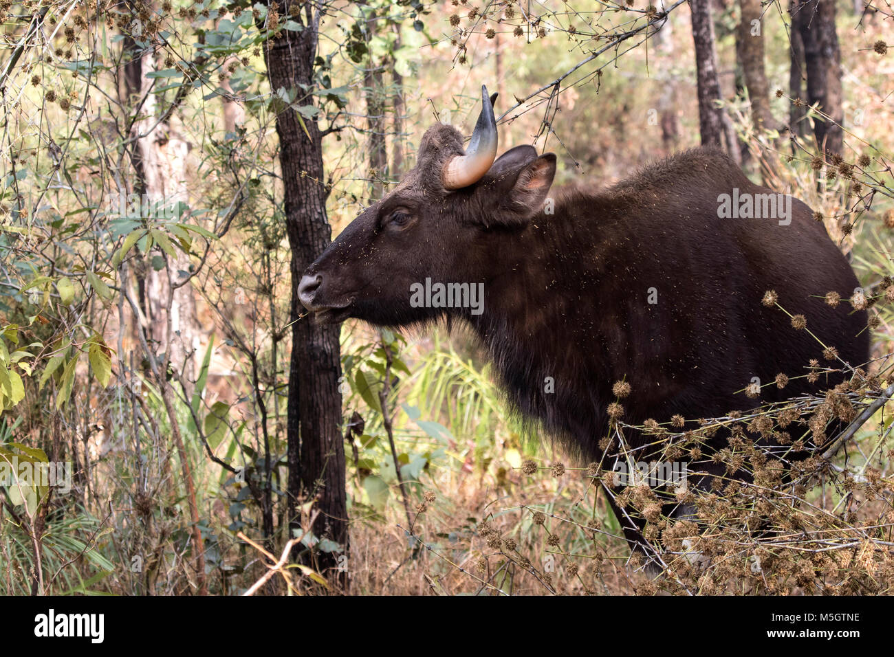 Indian male gaur hi-res stock photography and images - Alamy