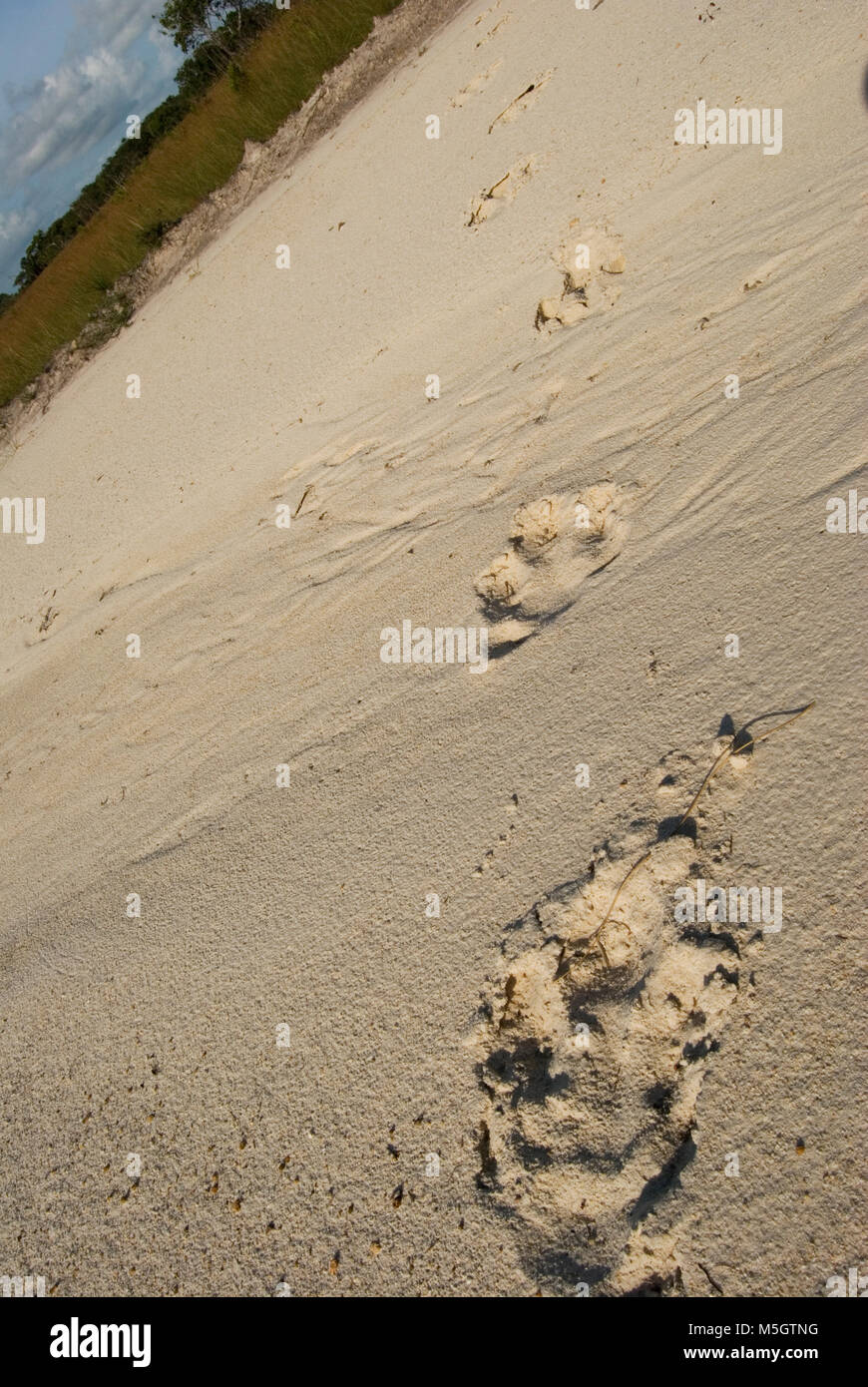 Belize tapir hi-res stock photography and images - Alamy