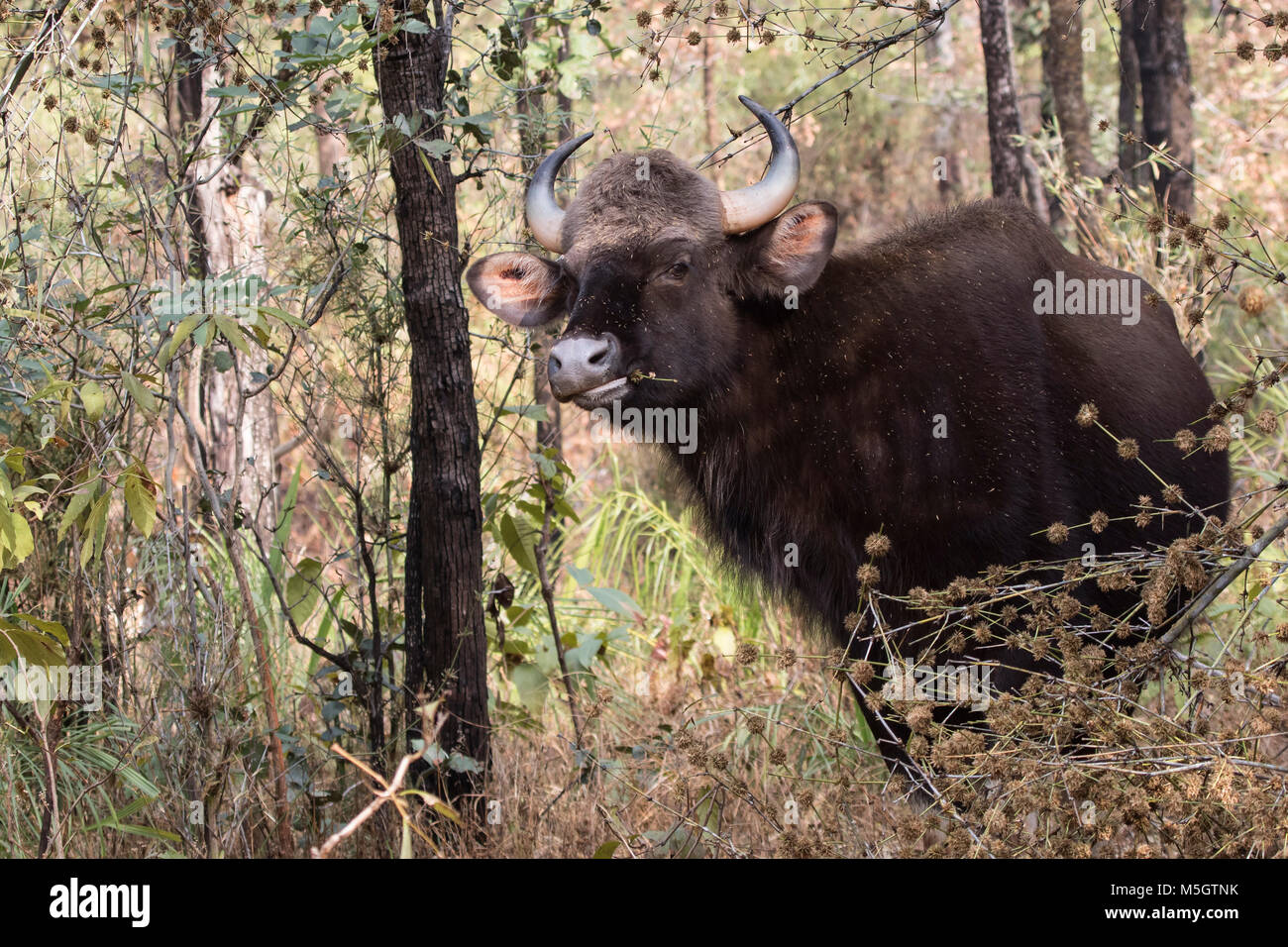 young male gaur or Indian bison who stands among the trees and grazes ...