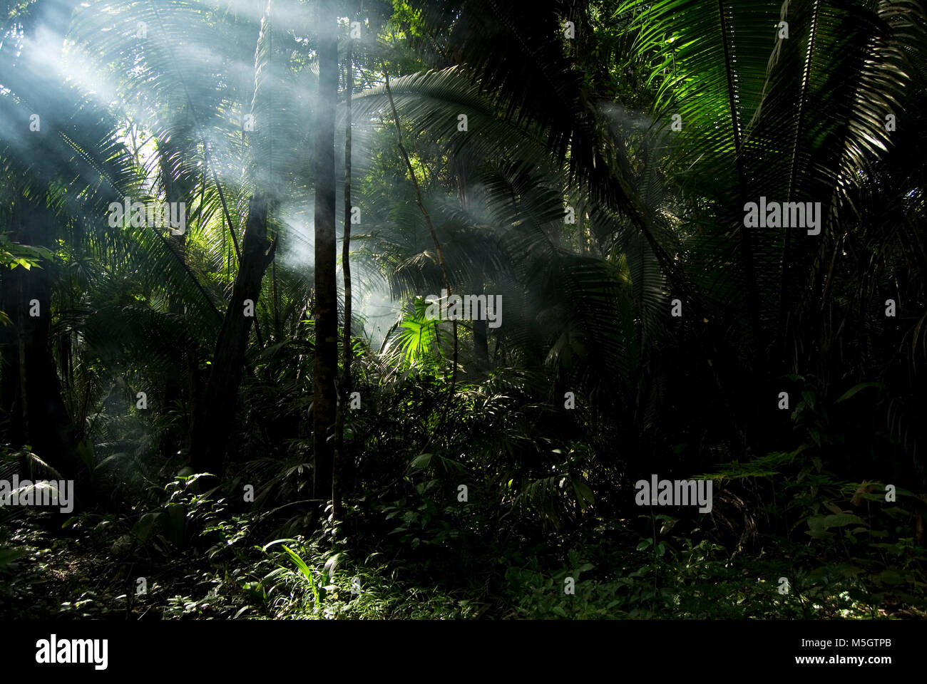 Light and life Stock Photo - Alamy