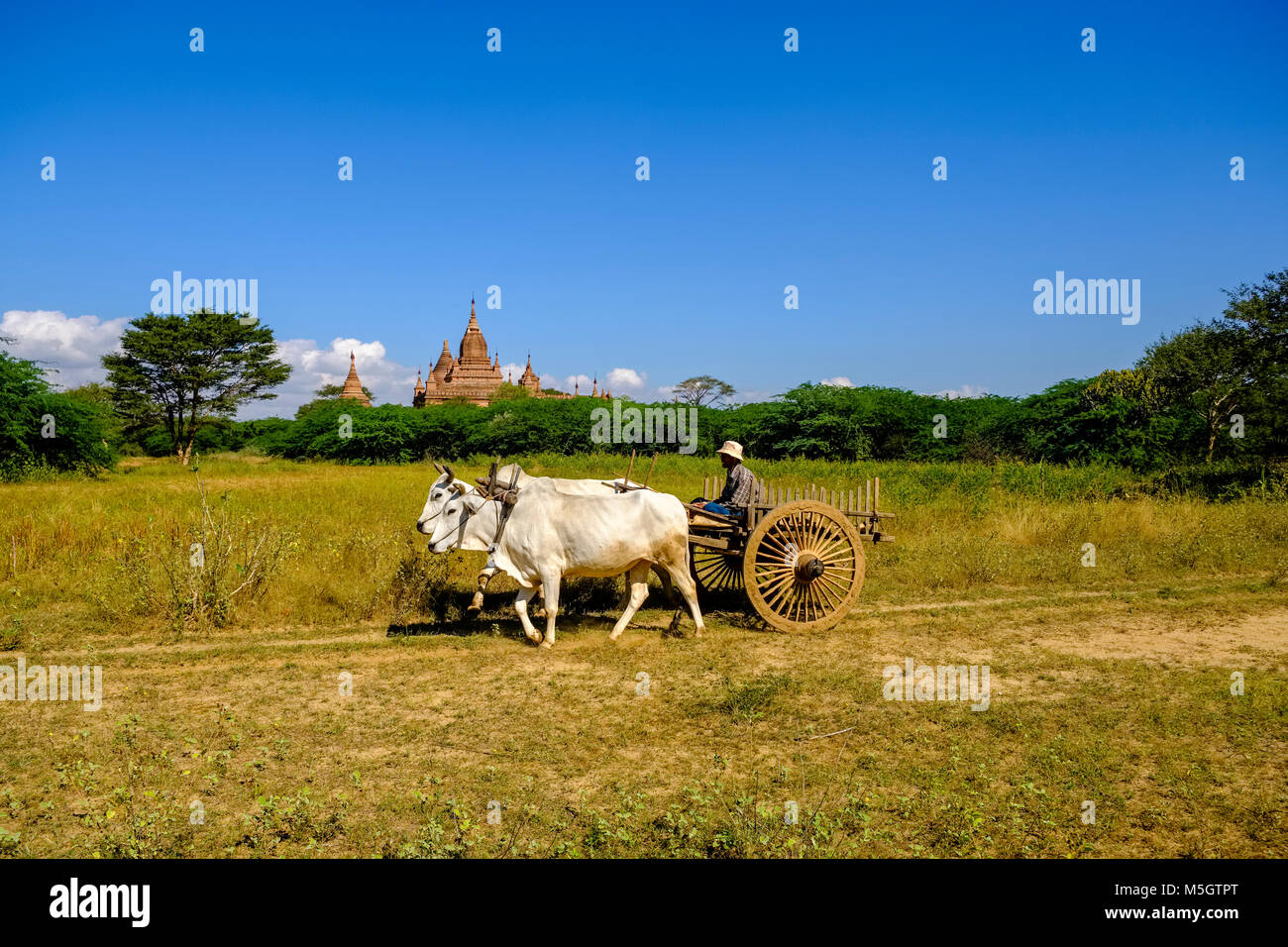 A farmer is driving on a bullock cart through the archaeological site ...