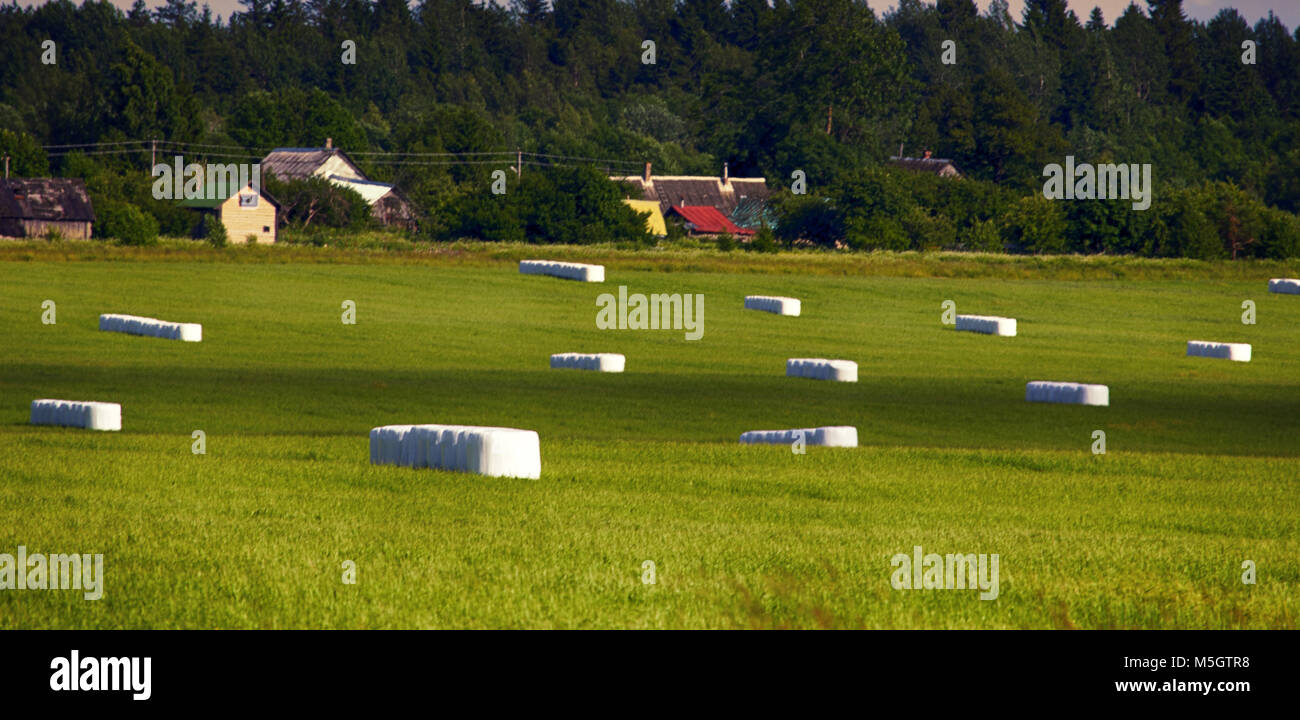 Middle summer, farmland, hay fields. Hay clean and covered with safety ...
