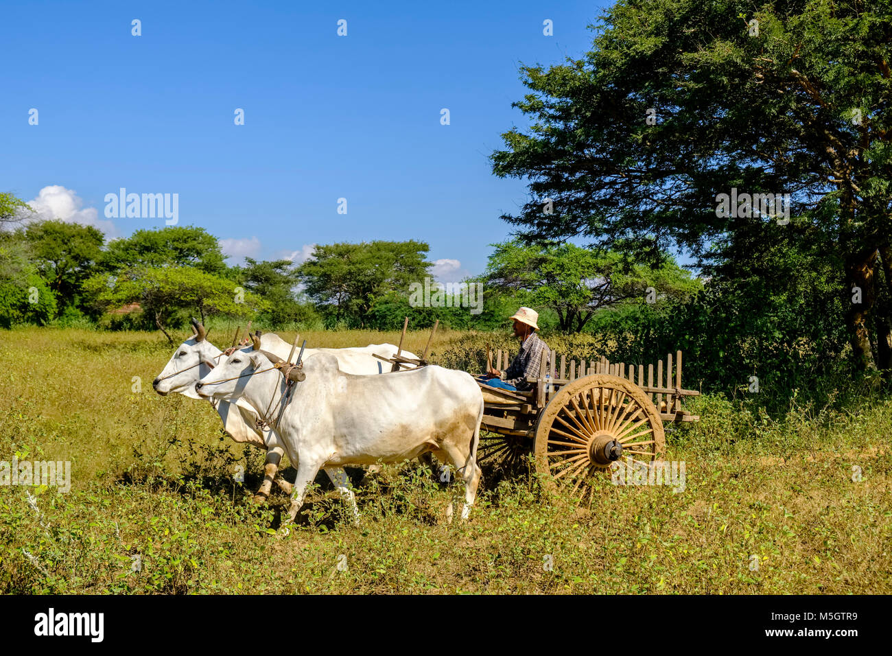 Farmer bullock cart hi-res stock photography and images - Alamy