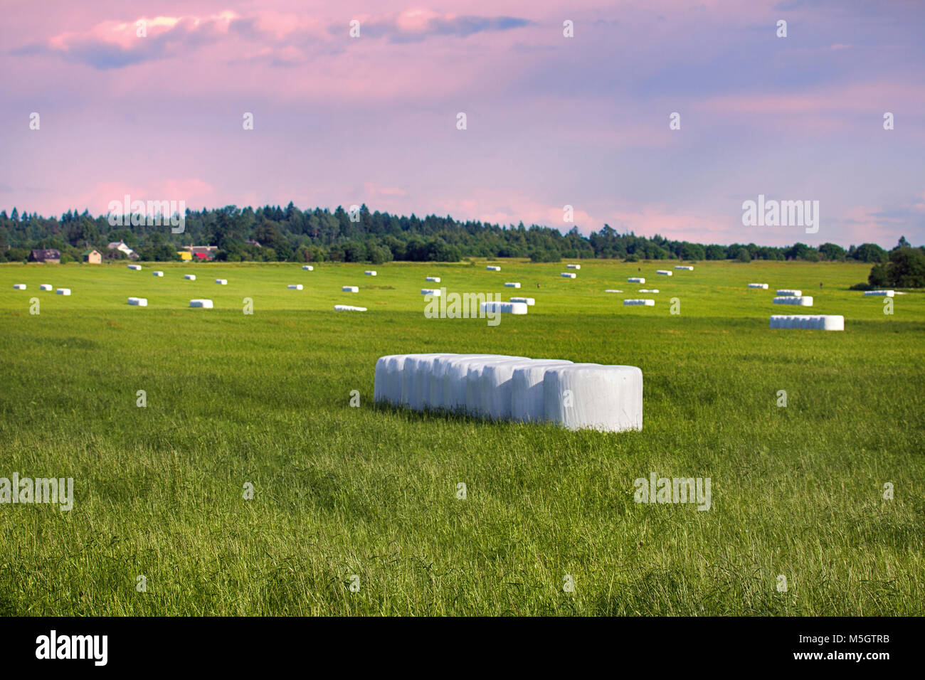Middle summer, farmland, hay fields. Hay clean and covered with safety ...