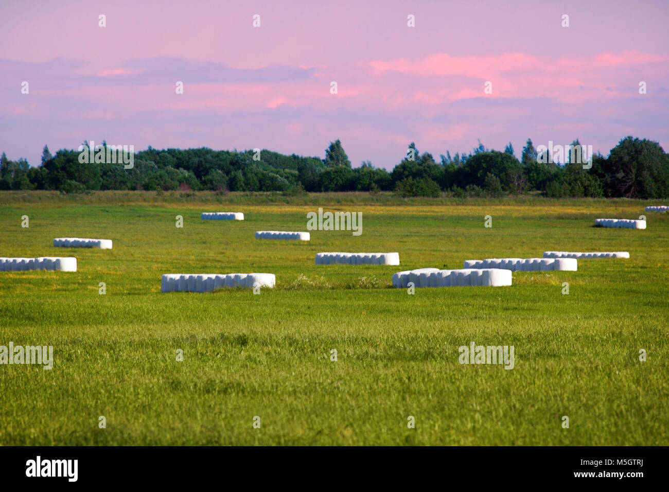 Middle summer, farmland, hay fields. Hay clean and covered with safety ...