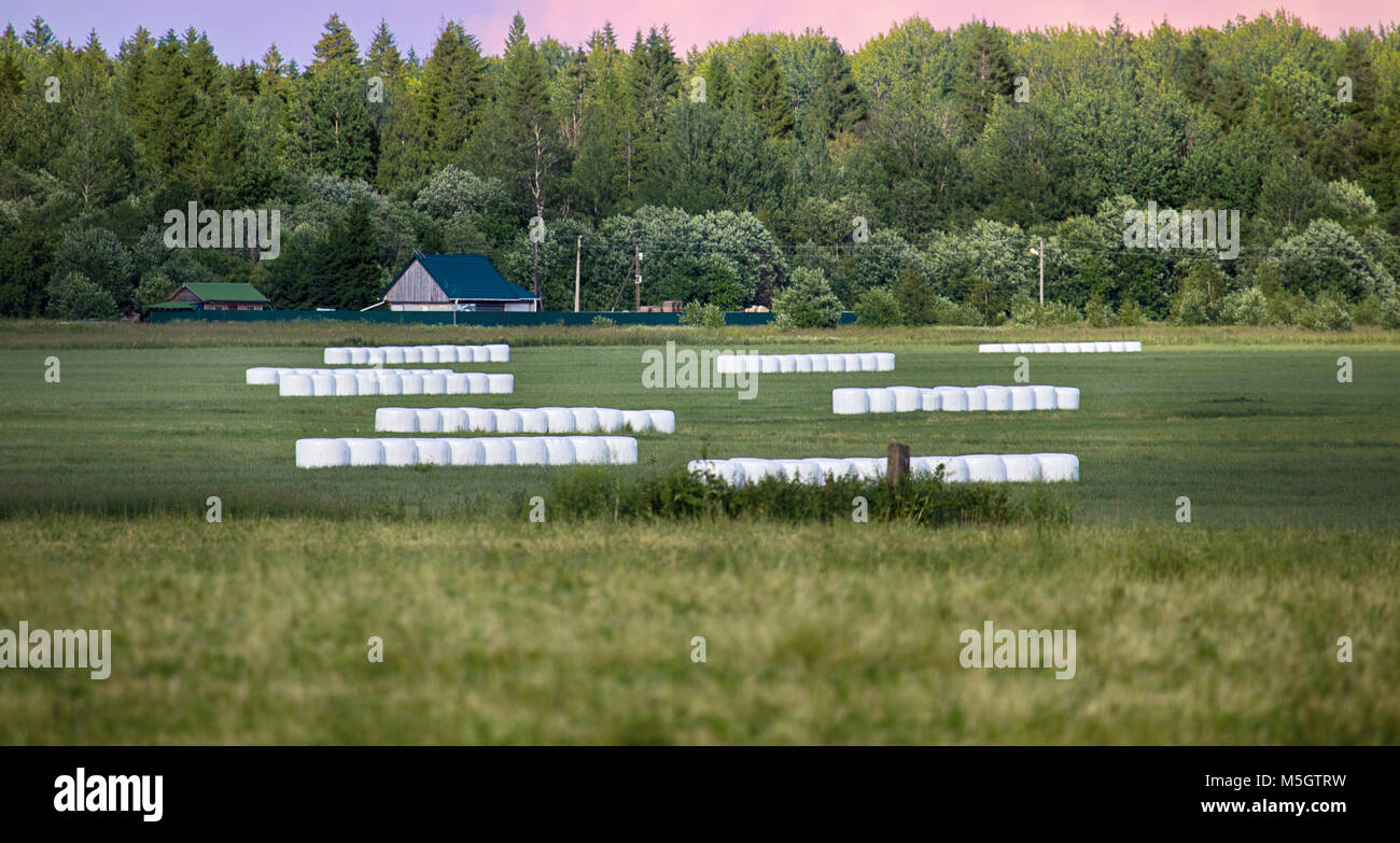 Middle summer, farmland, hay fields. Hay clean and covered with safety ...