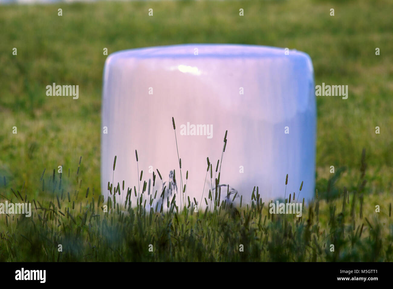 Middle summer, farmland, hay fields. Hay clean and covered with safety ...