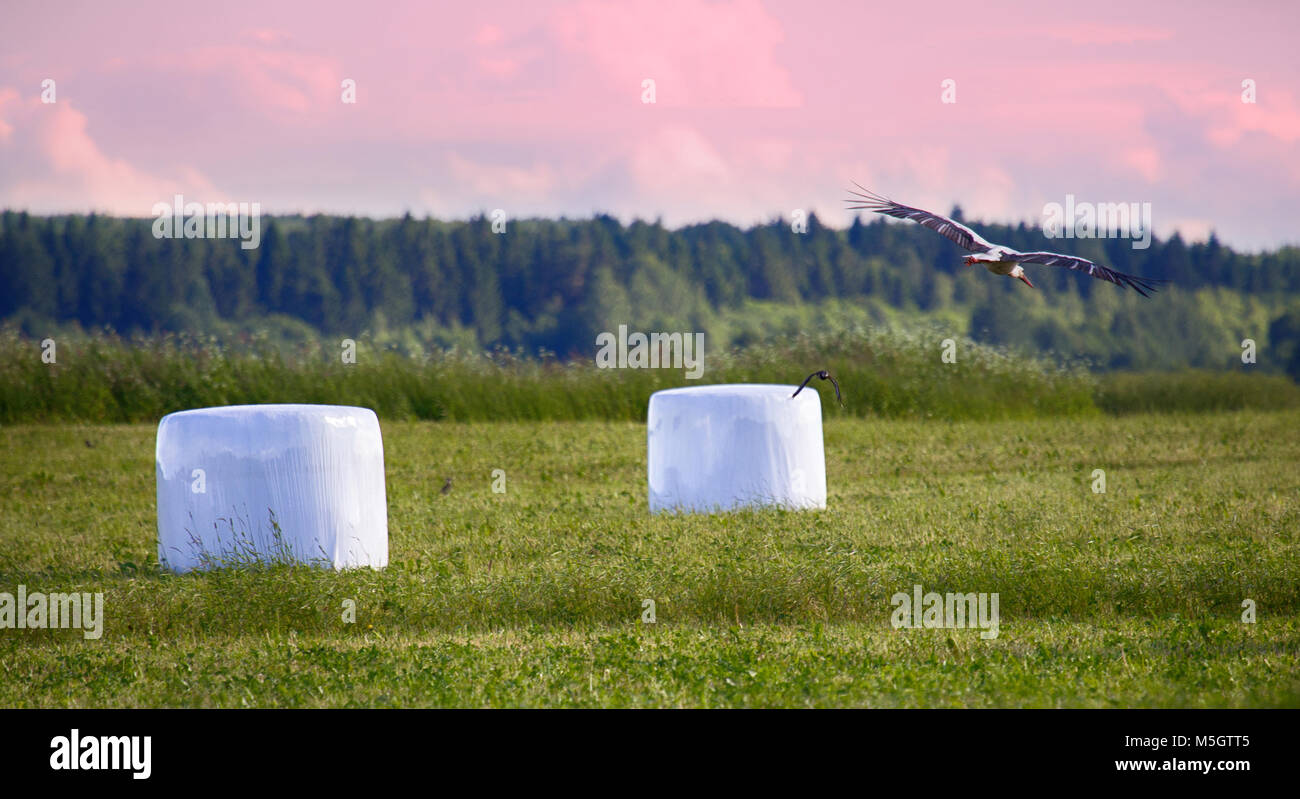 Middle summer, farmland, hay fields. Hay clean and covered with safety ...