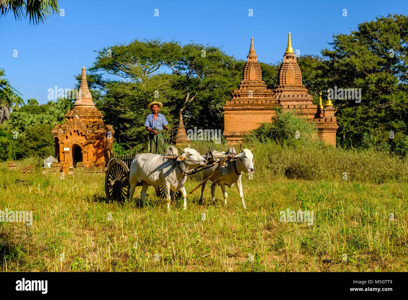 A farmer is driving on a bullock cart through the archaeological site ...