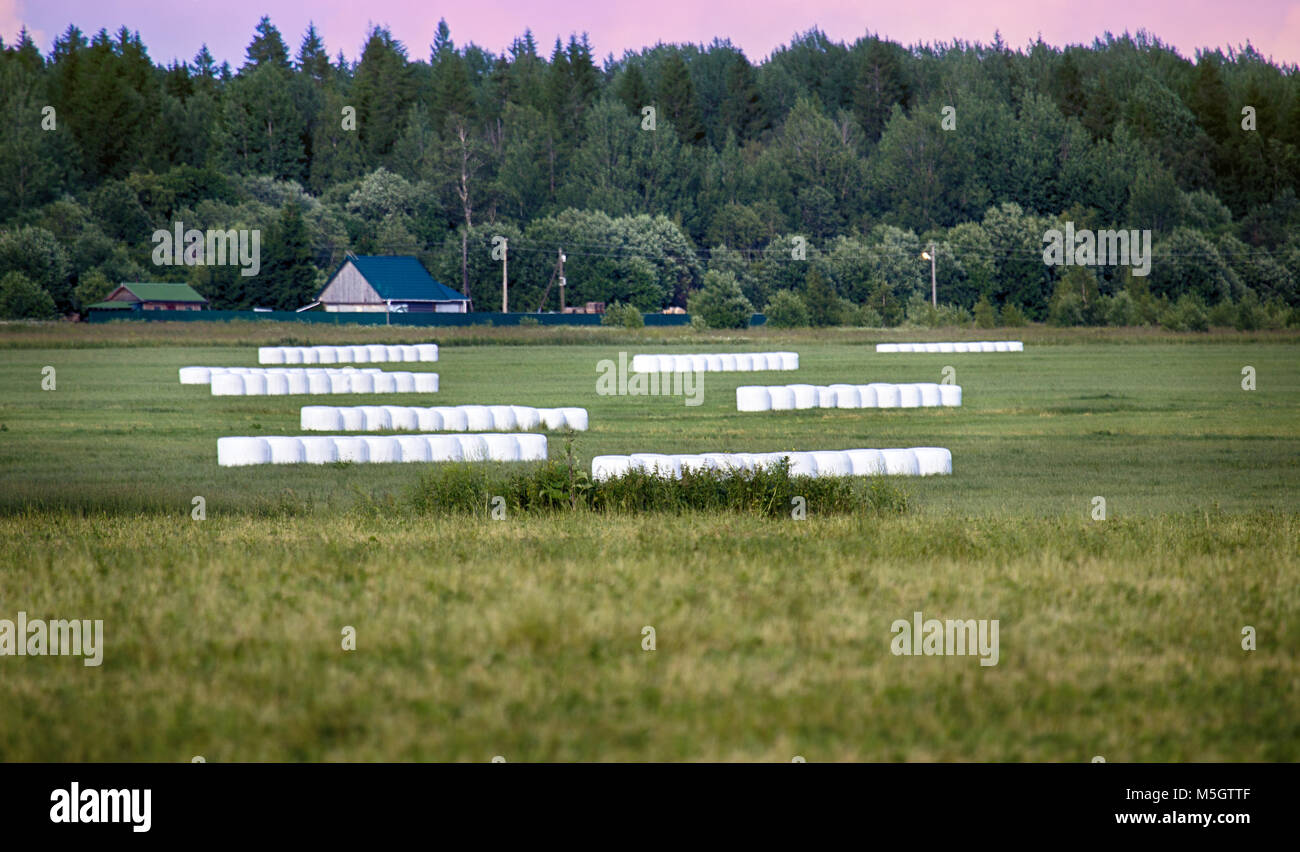 Middle summer, farmland, hay fields. Hay clean and covered with safety ...