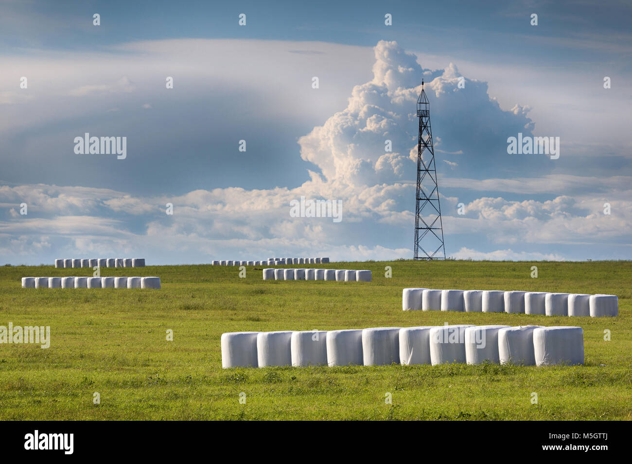 Middle summer, farmland, hay fields. Hay clean and covered with safety ...