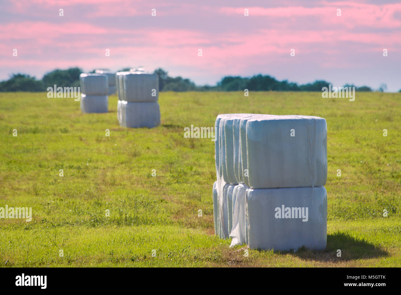 Middle summer, farmland, hay fields. Hay clean and covered with safety ...