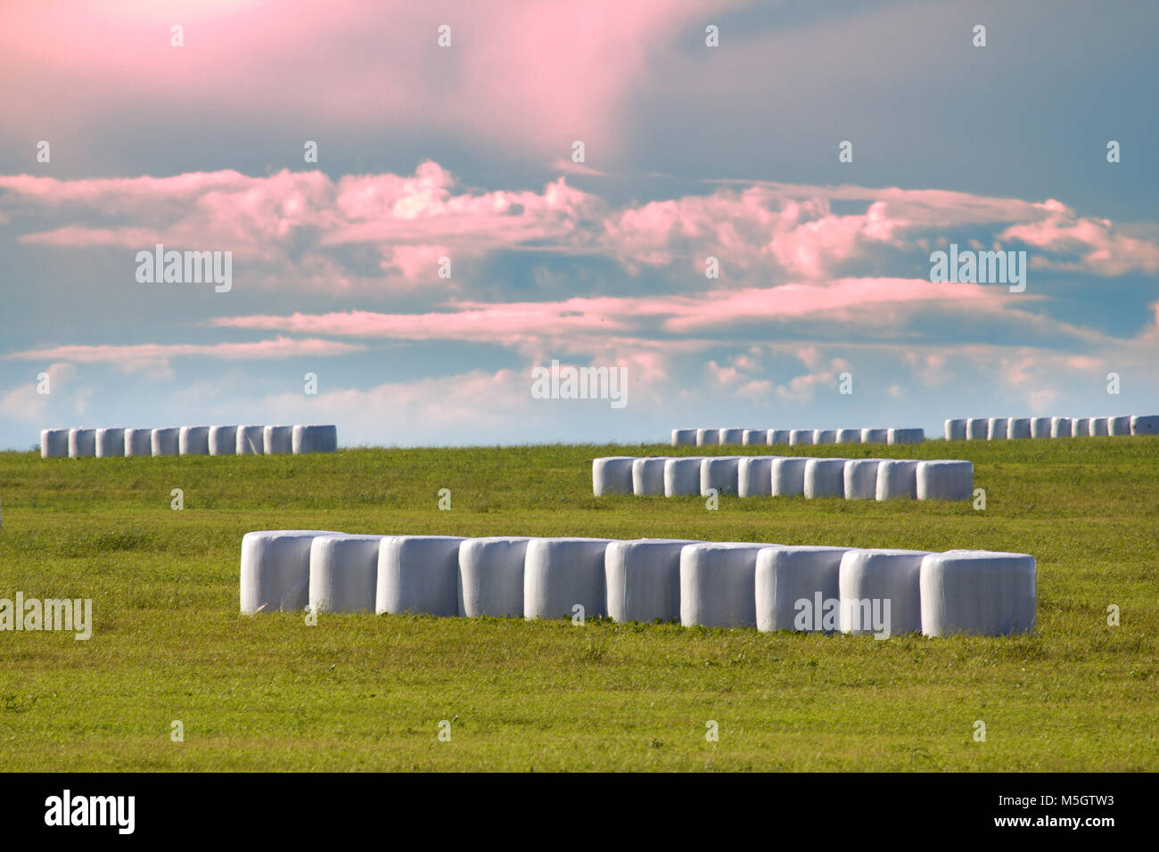 Middle summer, farmland, hay fields. Hay clean and covered with safety ...