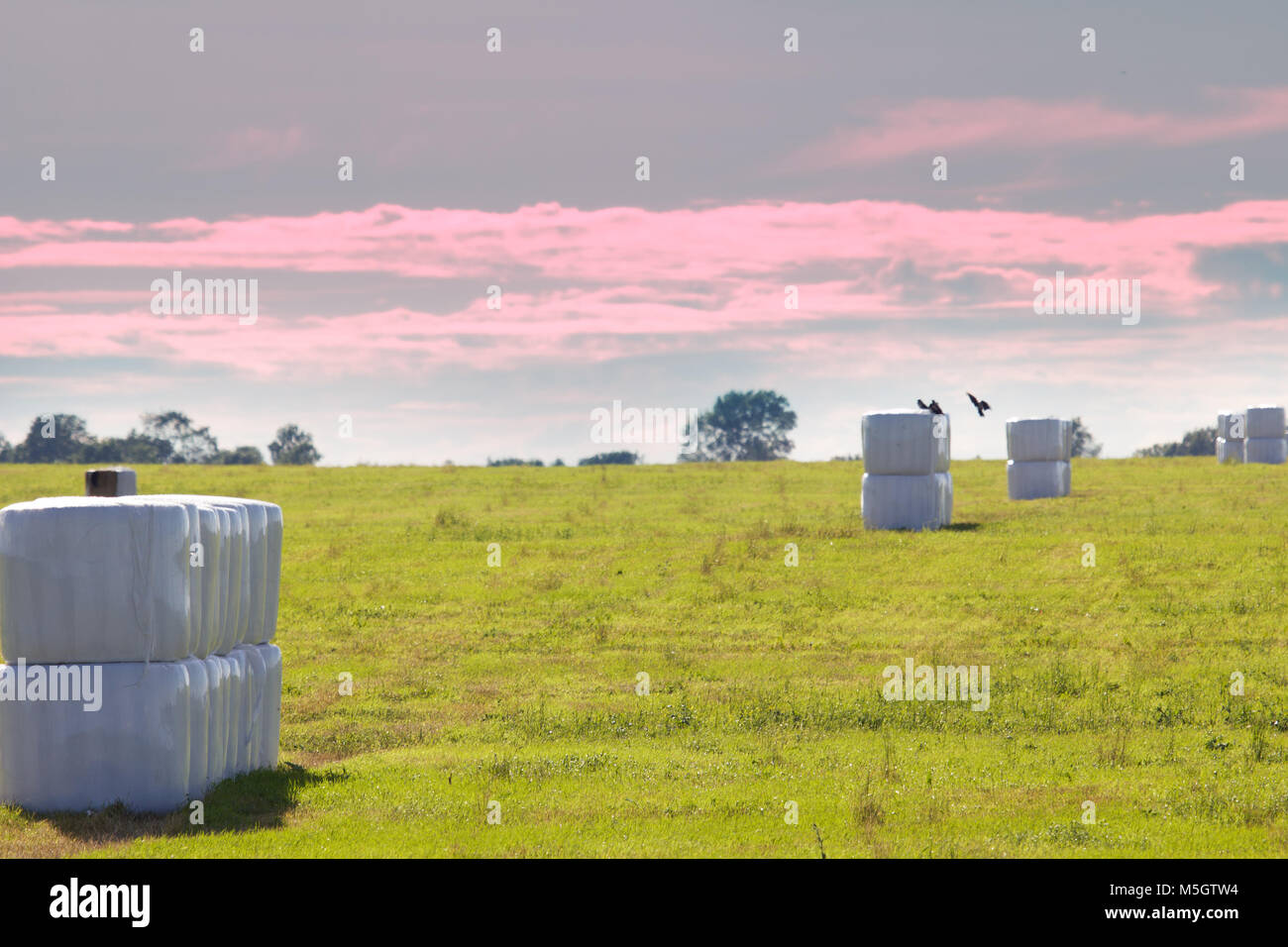 Middle summer, farmland, hay fields. Hay clean and covered with safety ...