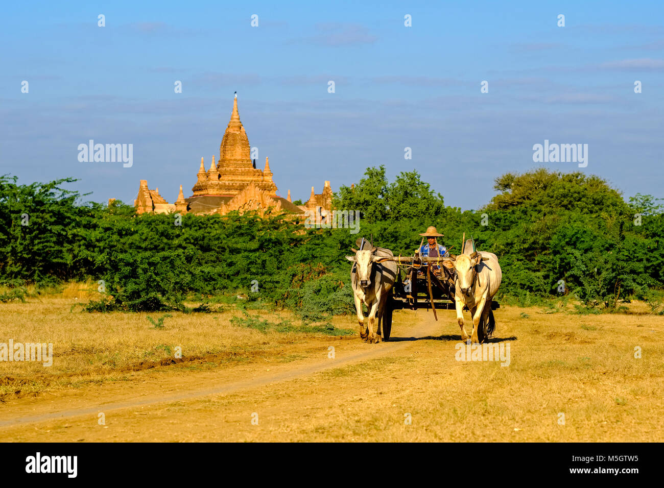 A farmer is driving on a bullock cart through the archaeological site ...