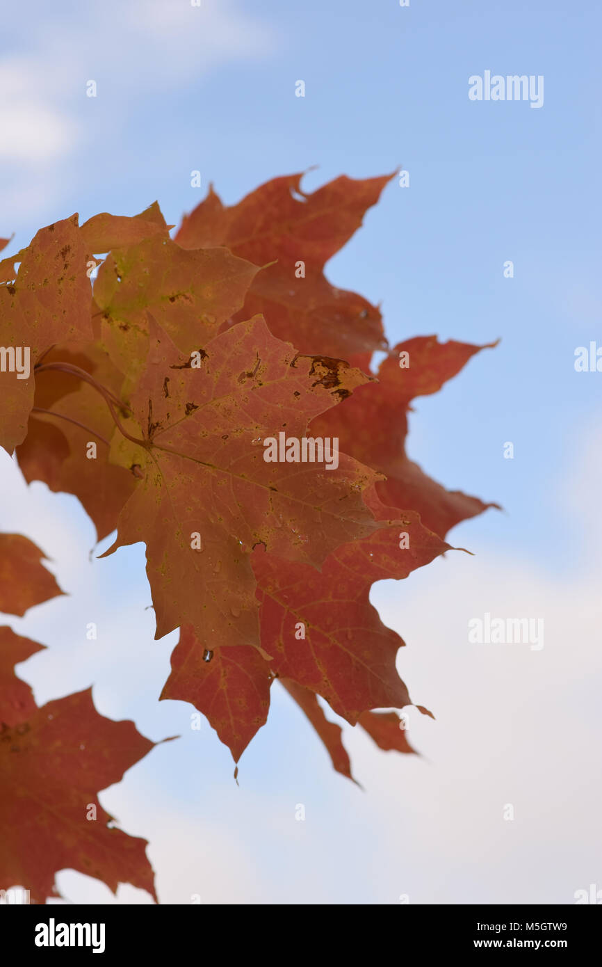 Fall foliage in ithaca ny hi-res stock photography and images - Alamy