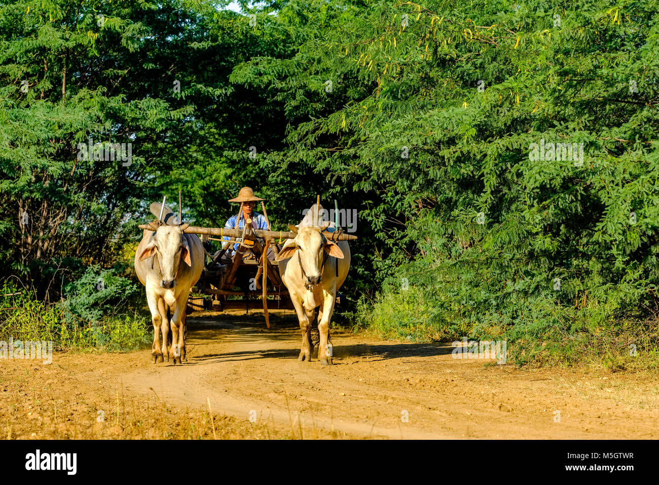 Farmer bullock cart hi-res stock photography and images - Alamy