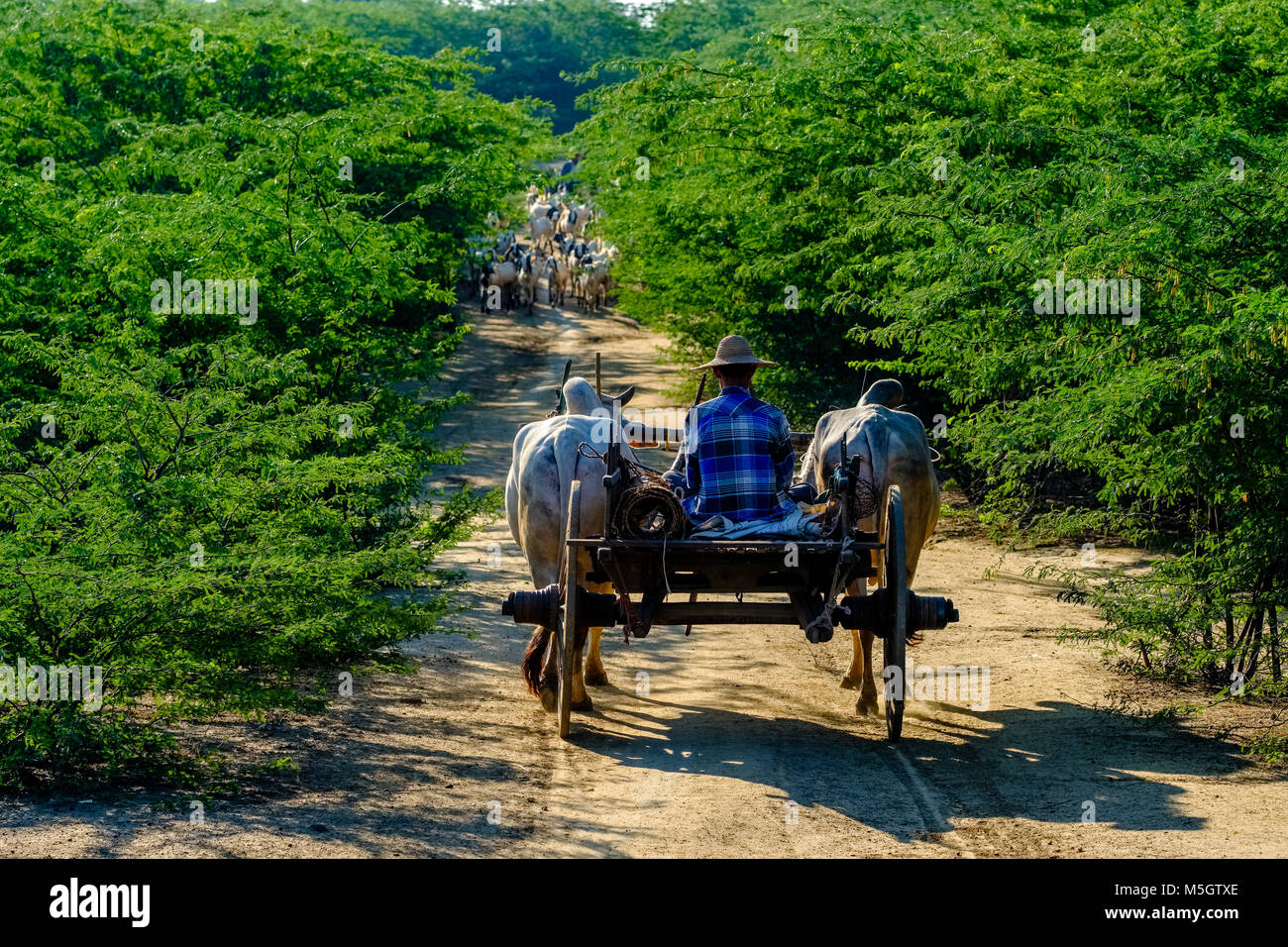 Farmer bullock cart hi-res stock photography and images - Alamy