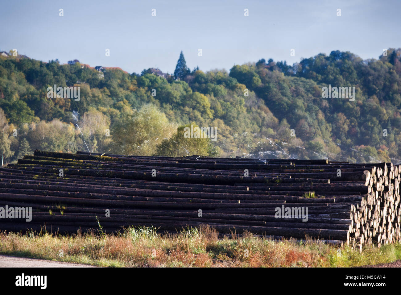 Water pile of logs (stack of logs, log deck). Sprinkler irrigation as ...