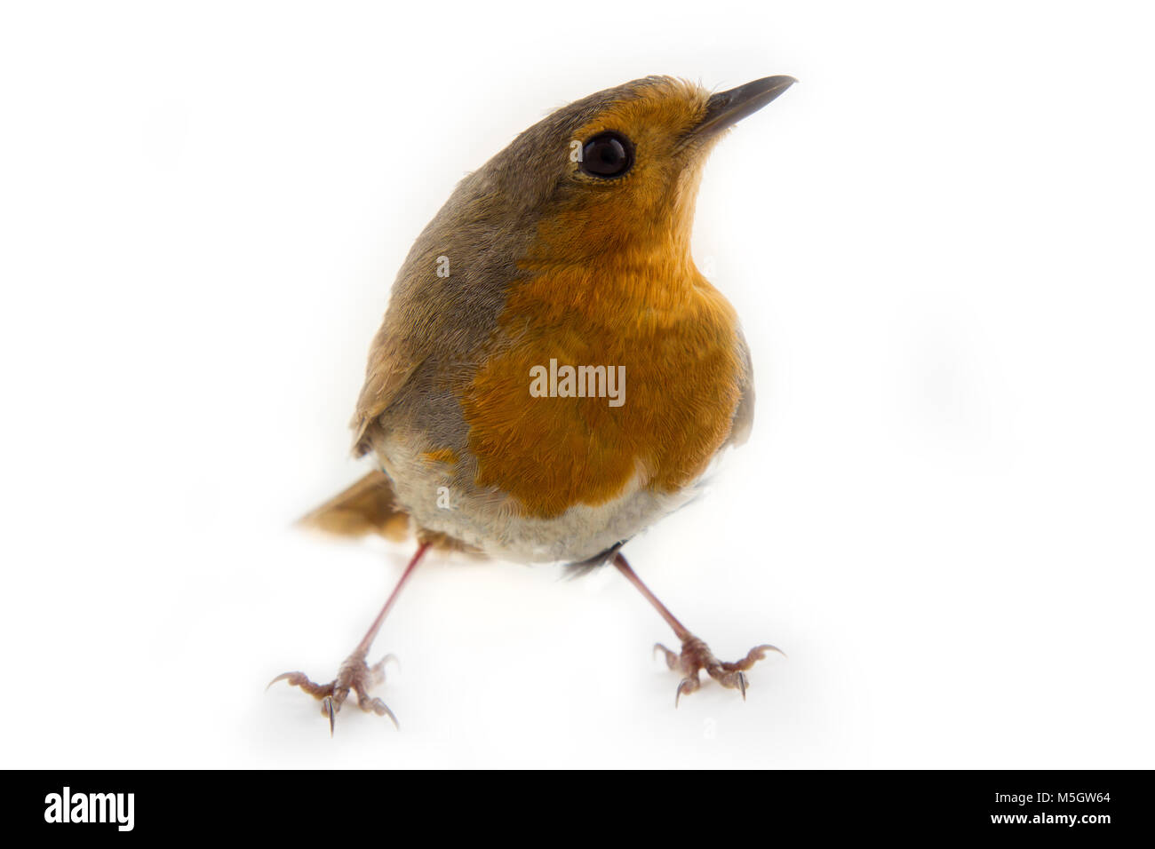 Songbird singing white background Cut Out Stock Images & Pictures - Alamy