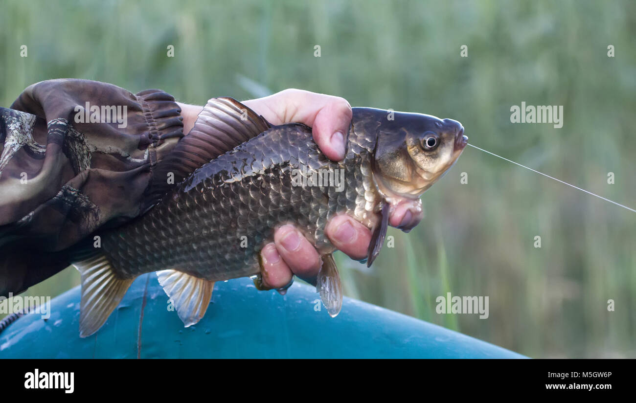 Carp are as coveted prey of European fisherman. Crucian carp in hand of ...