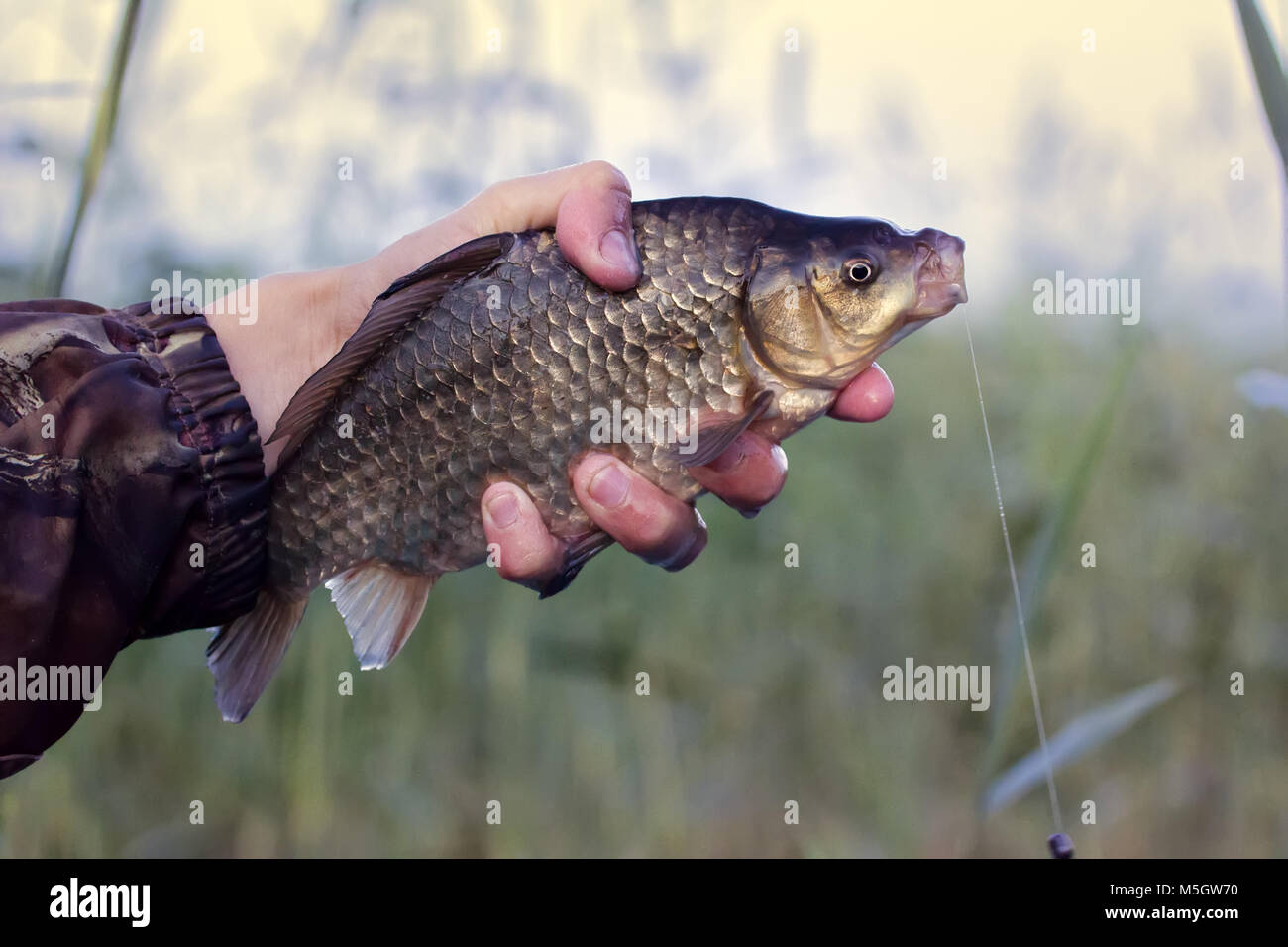 Carp are as coveted prey of European fisherman. Crucian carp in hand of ...