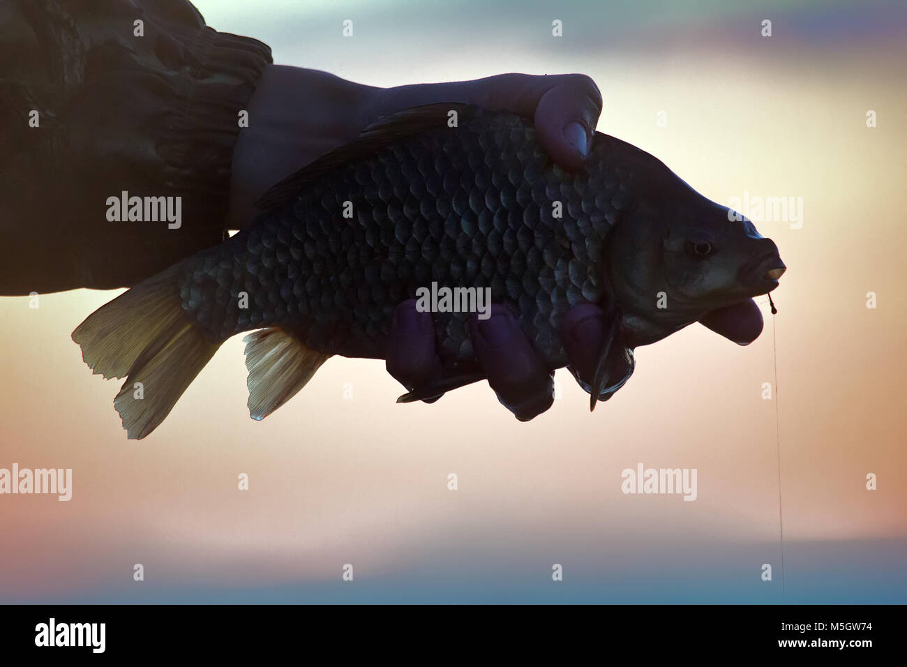 Evening glow on fishing at sunset. Crucian carp big catch on fishing ...