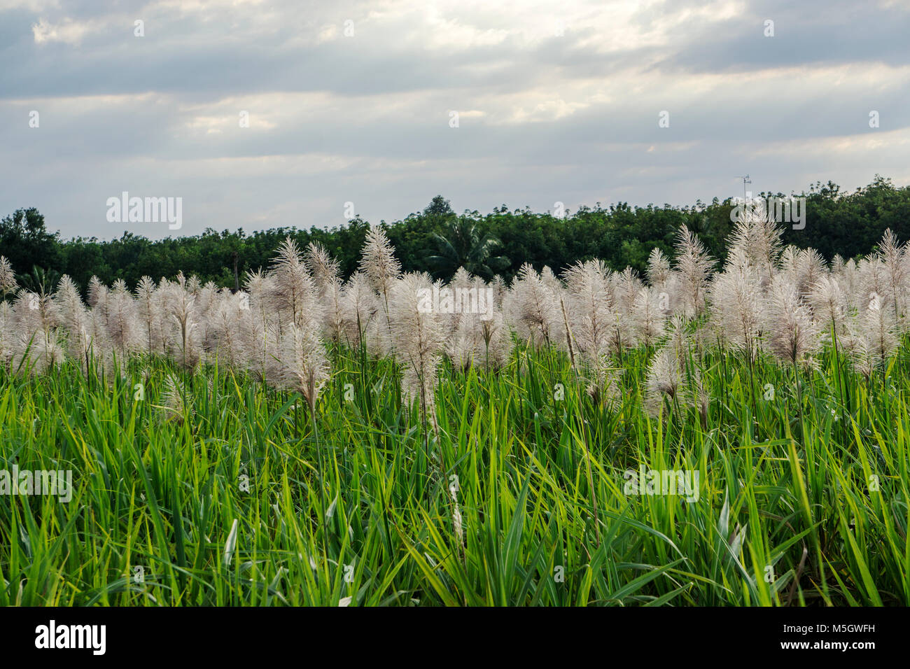 Beautiful close-up on flowering sugar cane field in Tây Ninh. Sun set ...