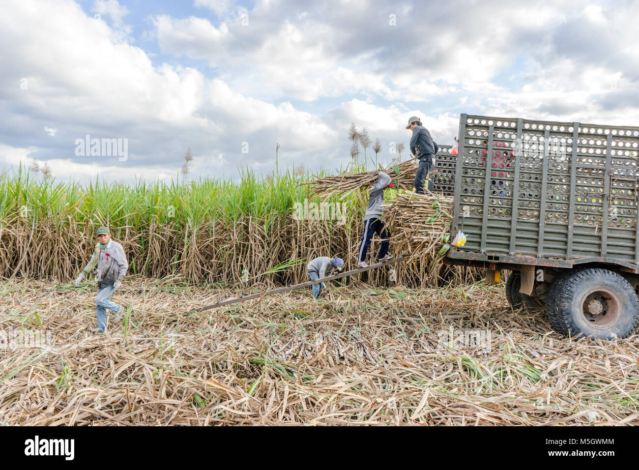 Sugarcane farming vietnam hi-res stock photography and images - Alamy