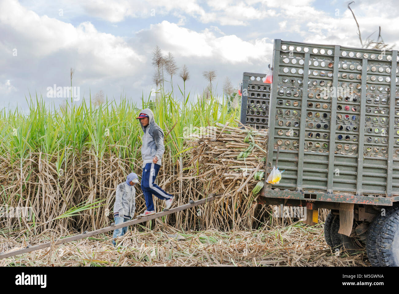 Sugarcane farming vietnam hi-res stock photography and images - Alamy