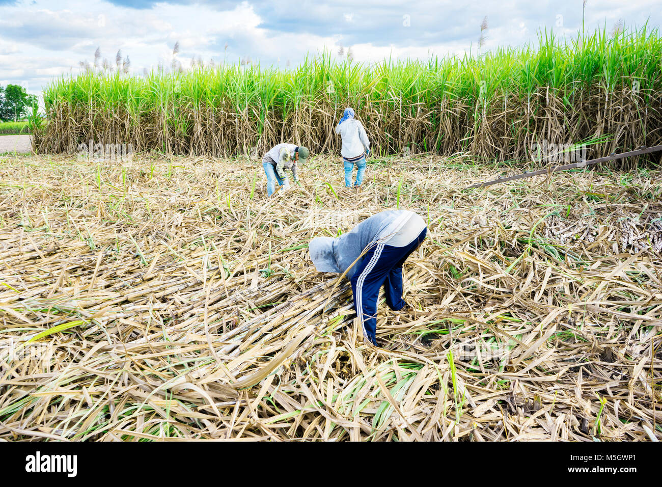Sugarcane farming vietnam hi-res stock photography and images - Alamy