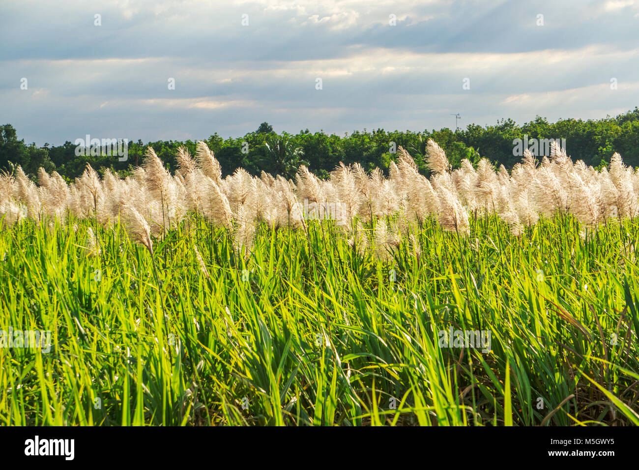 Sugar cane plant flowering hi-res stock photography and images - Alamy