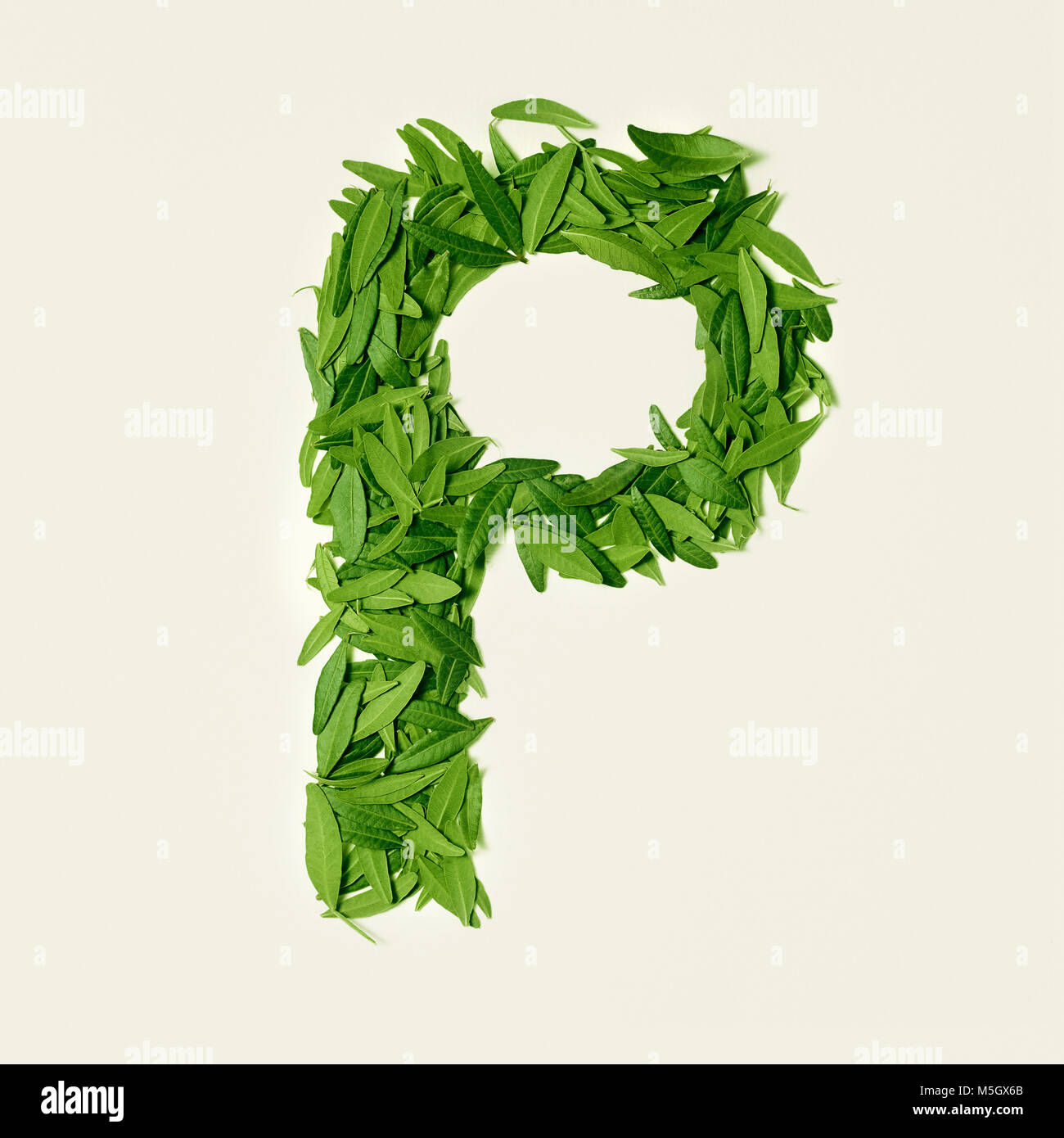 The green dry tea leaf, letter P on white background, top view Stock ...