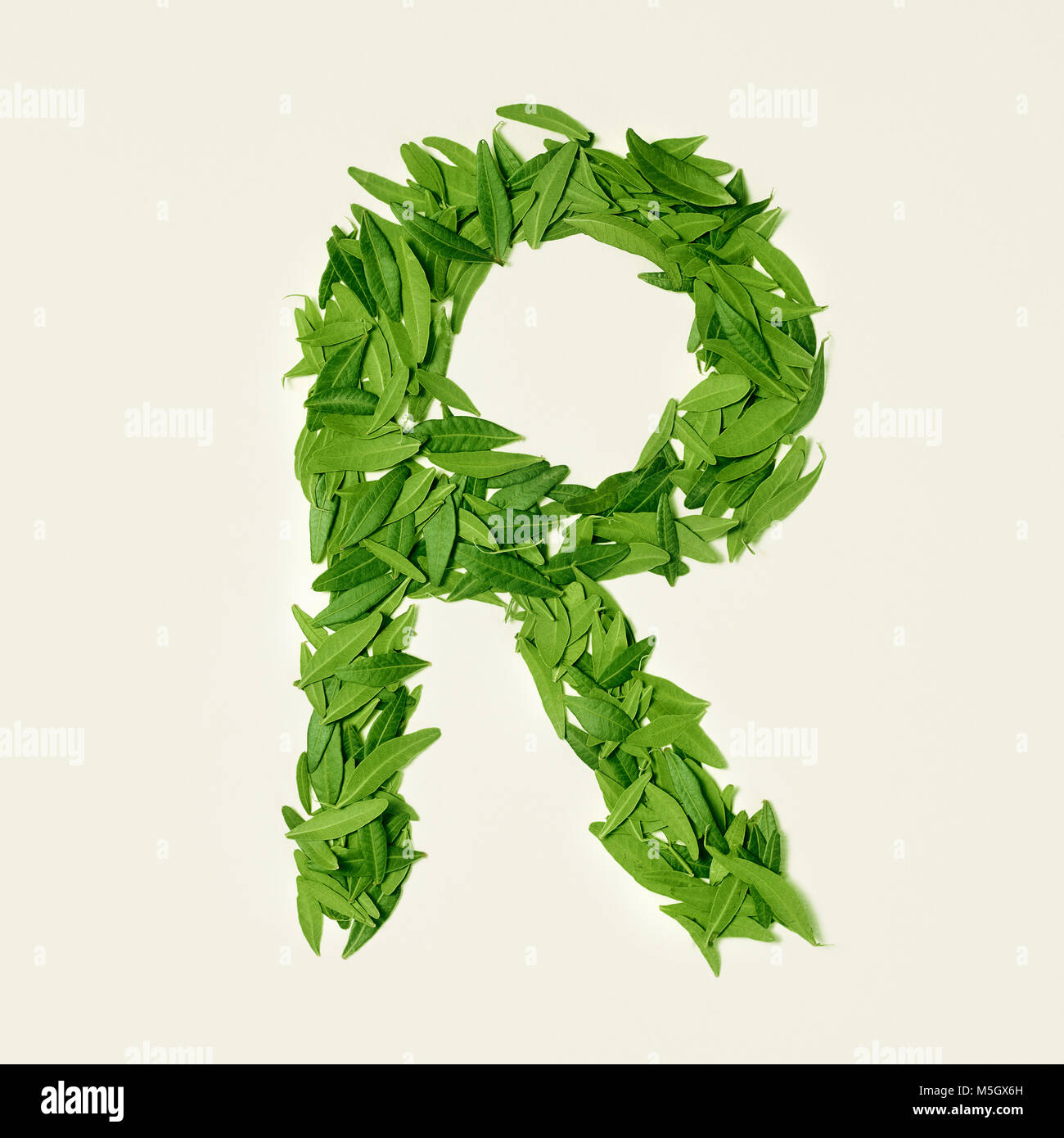 The green dry tea leaf, letter R on white background, top view Stock ...