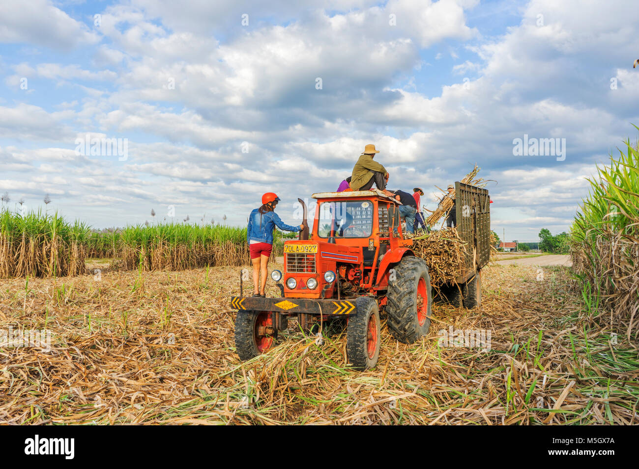 Sugarcane farming vietnam hi-res stock photography and images - Alamy