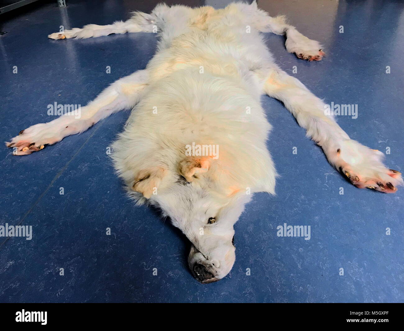 HANDOUT - 23 February 2018, Germany, Munich: The seized fur of a polar ...