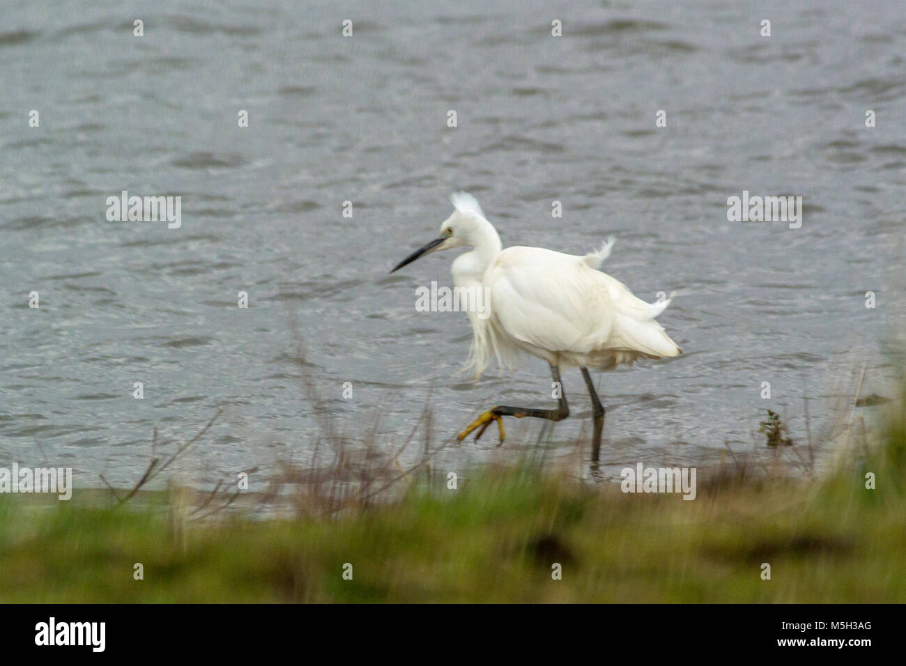 Blacktoft Sands, Goole. 23rd Feb, 2018. UK Weather. Ice cold winds ...