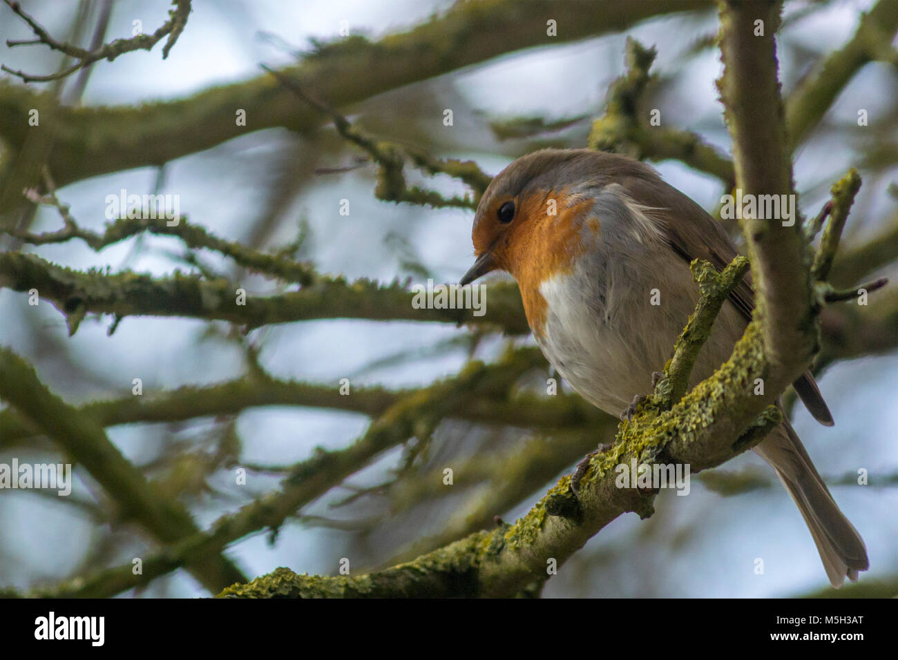 Rare bird sightings hi-res stock photography and images - Alamy