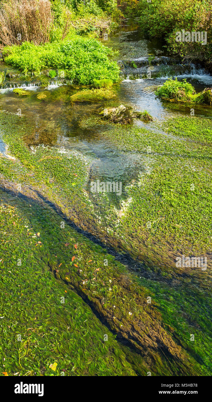 Green weed in the river Yeo that runs through Cheddar Gorge part of The ...