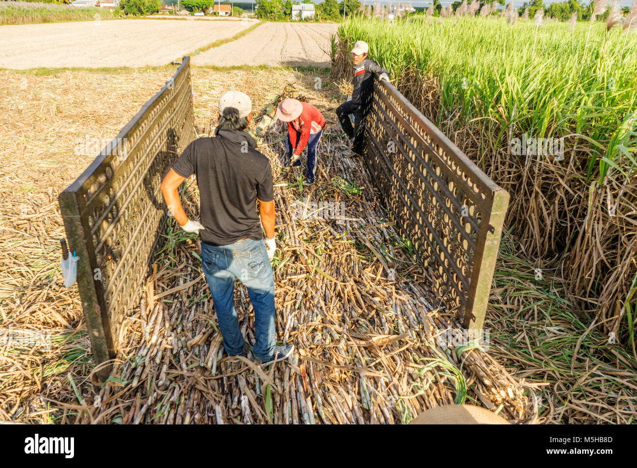 Sugarcane farming vietnam hi-res stock photography and images - Alamy