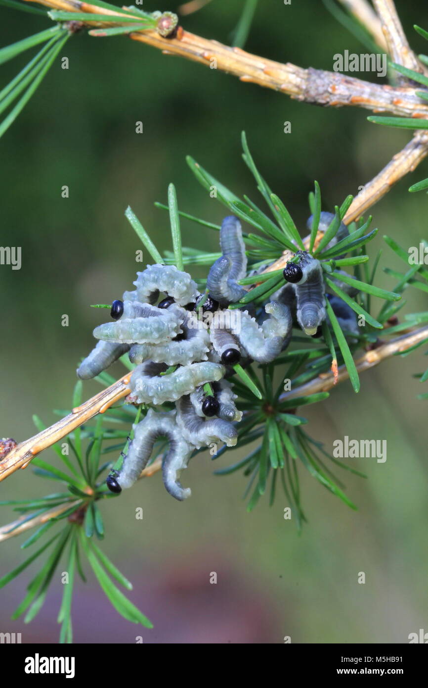 Woodpest hi-res stock photography and images - Alamy