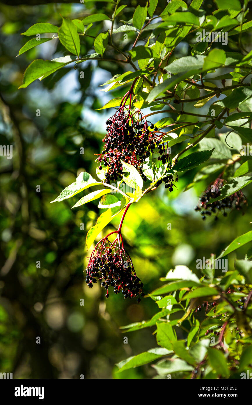 Elder Tree Stock Photos & Elder Tree Stock Images - Alamy