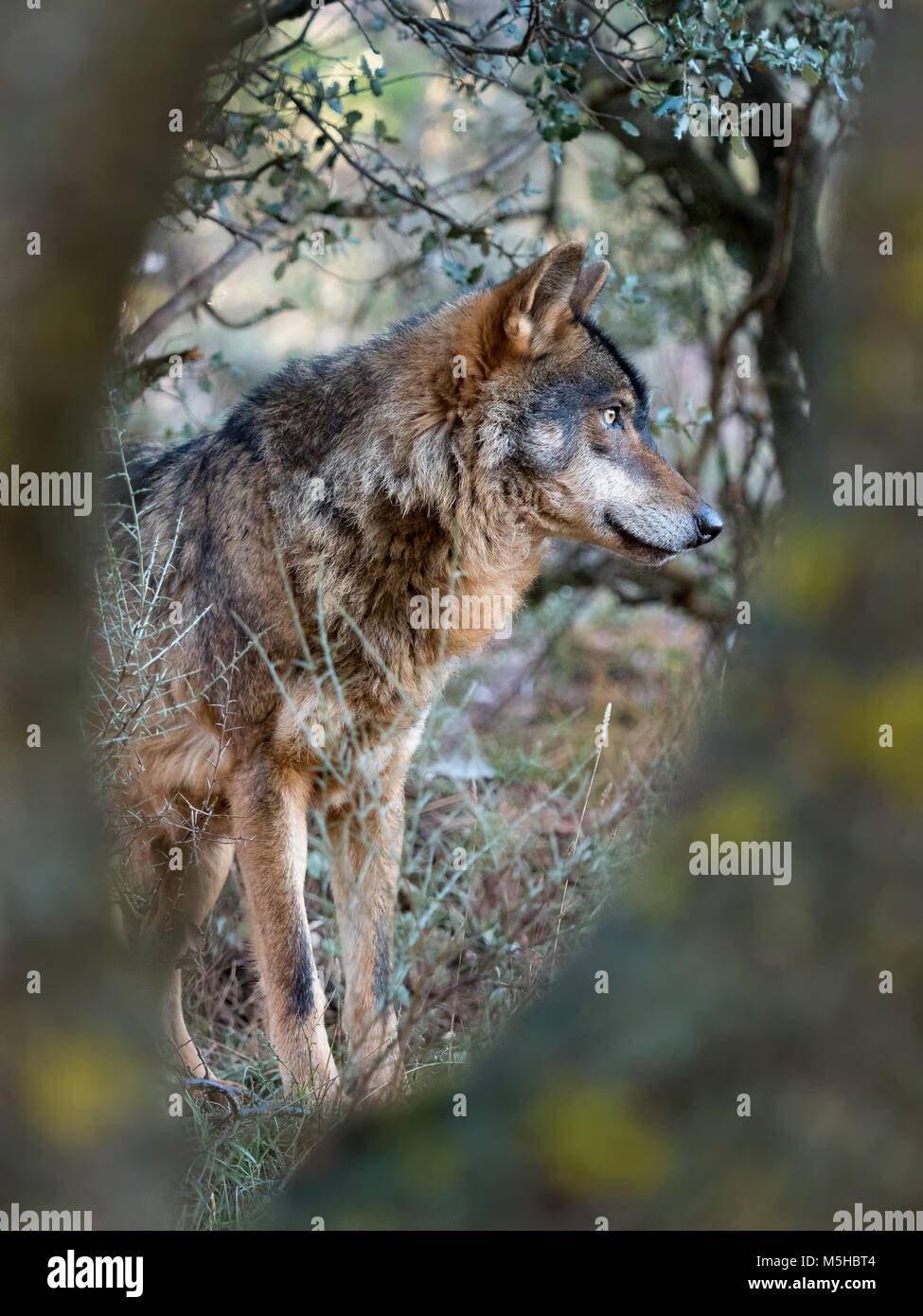 Male iberian wolf (Canis lupus signatus) between trees hidden in the ...