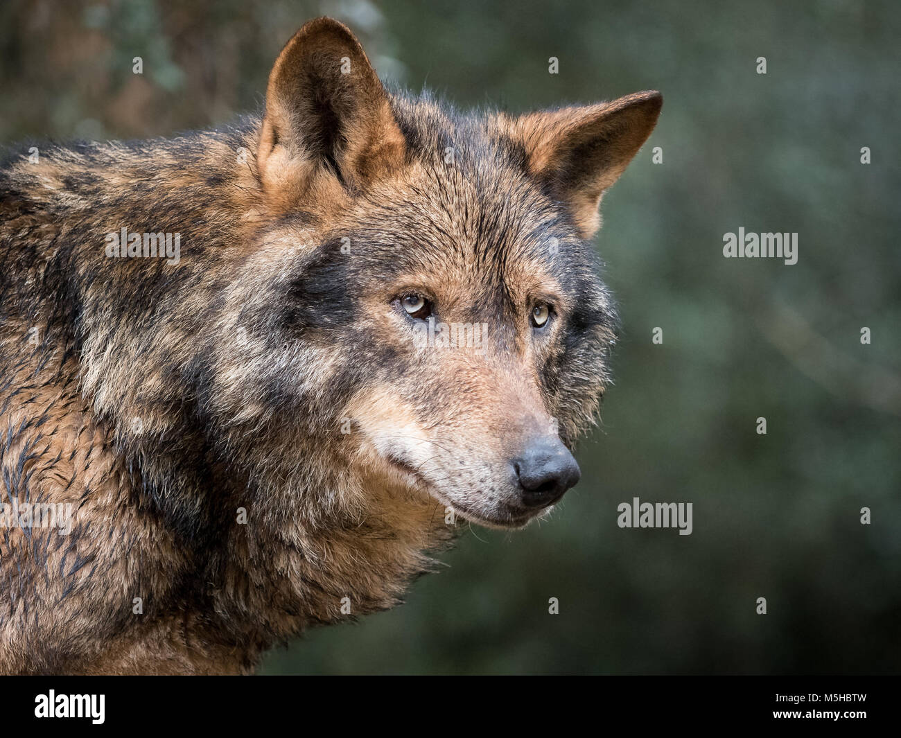 Wolf watching spain hi-res stock photography and images - Alamy